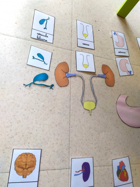 Le corps humain, découverte et activités maternelle / primaire, cycle 1 ...